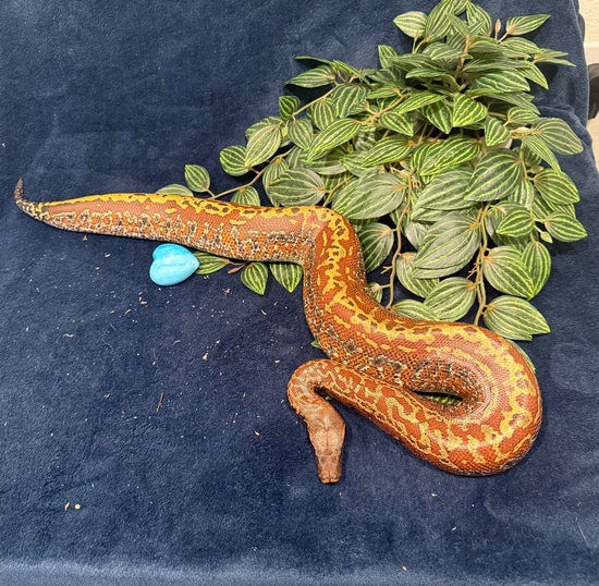 “Scarlet” Baby Batik (#4) From NoiJoul-clutch1-2023 Blood Python by ...