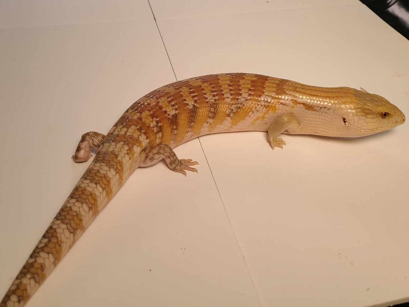 Polish Orange/Amber/Sunset/High Orange Northern Blue-Tongued Skink by ...