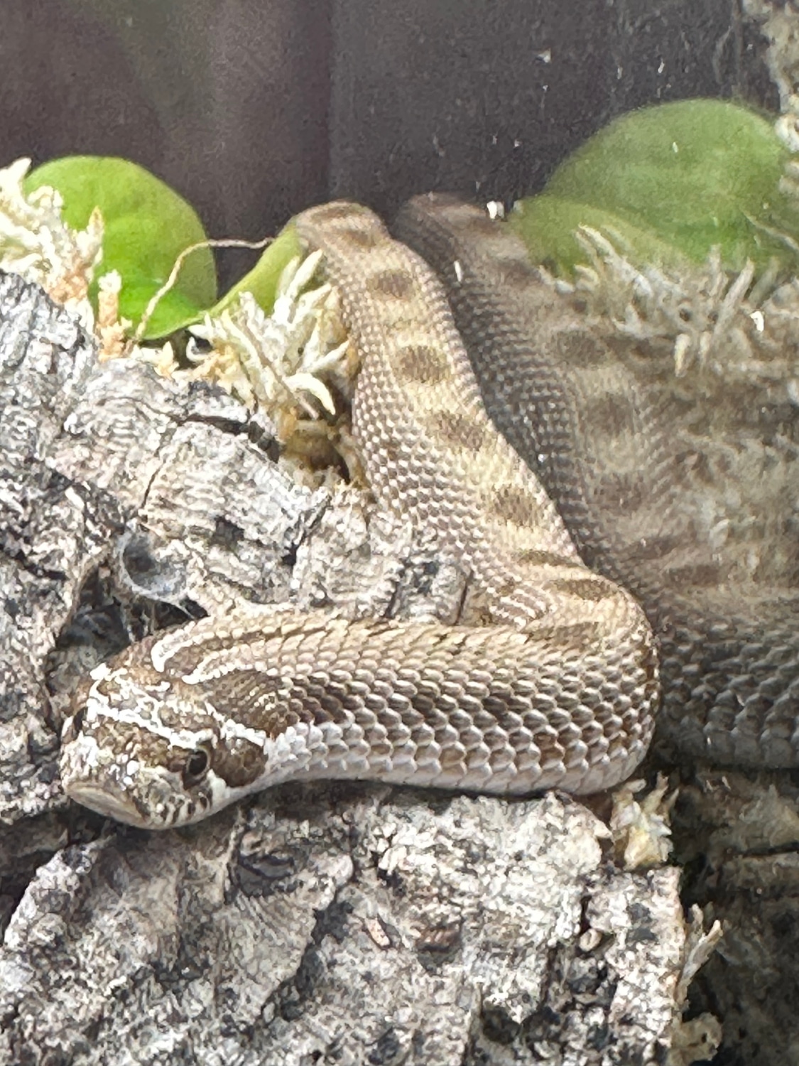 Male Western Anaconda $469.99 Western Hognose by Blue Dog Aquatics ...