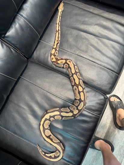 Lesser Woma Ball Python $599.99 by Blue Dog Aquatics & Reptiles LLC