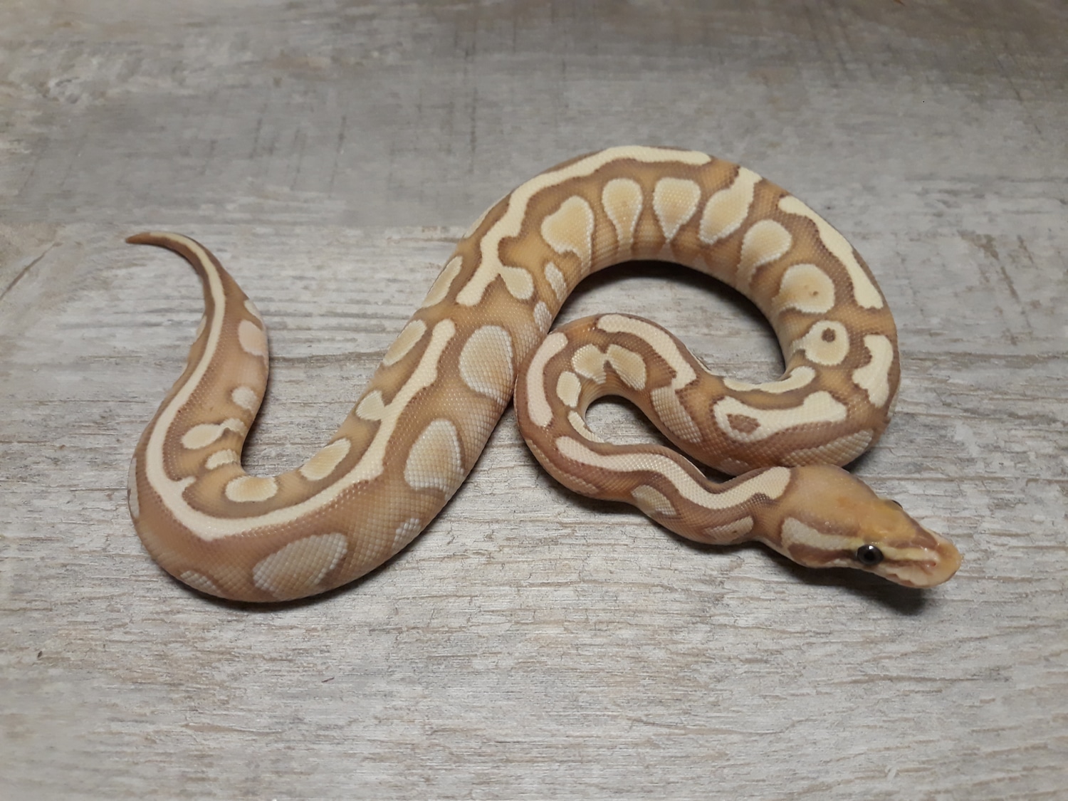 Banana Lesser Ball Python by Bluegrass Exotics - MorphMarket