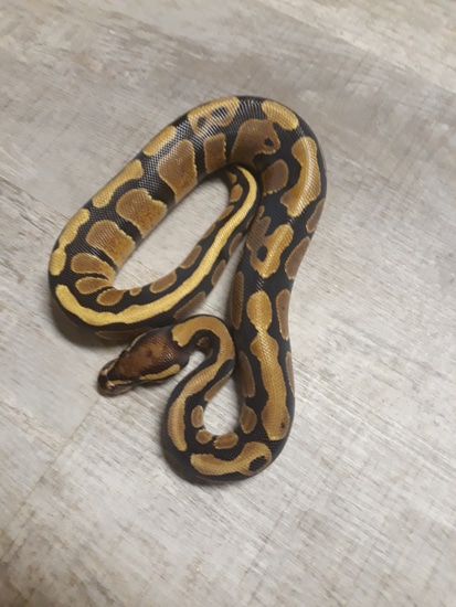 Vanilla Female Ball Python by Bluegrass Exotics