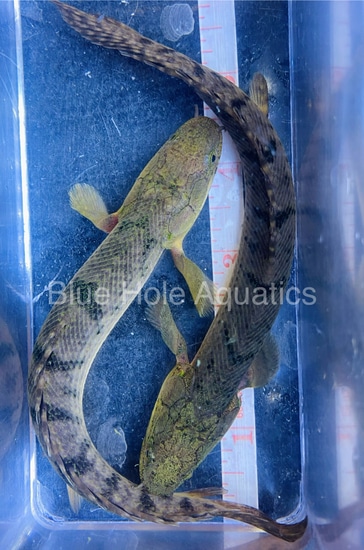 Weeksii Bichir 6-8” (Polypterus Weeksii) Bichirs & Ropefish by Blue ...