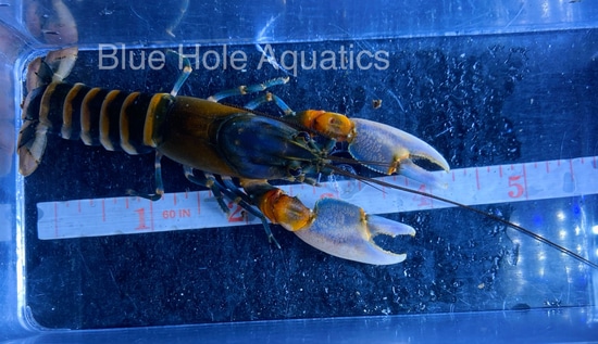 Blue Claw Zebra Crayfish (Cherax Peknyi) 3-4 by Blue Hole Aquatics