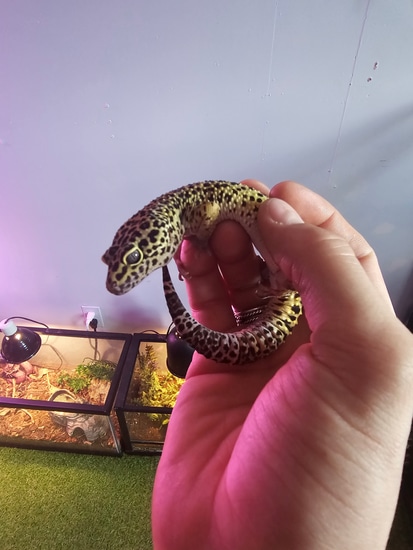 Normal Pattern And Coloration Grey Eyes And Sweet As Can Be Hand Fed ...