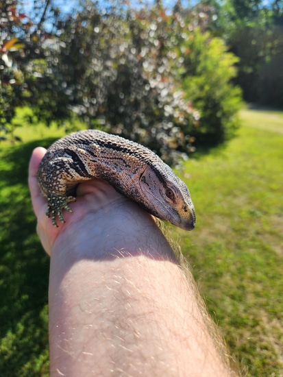 USCBB Black Throated Monitor Black-Throated Monitor by Blue Mountain ...
