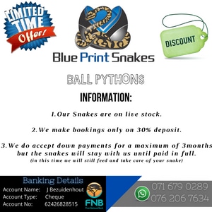 BluePrint Snakes - MorphMarket