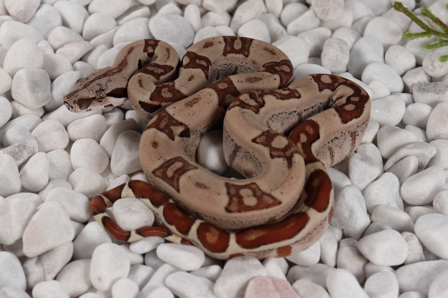 Hypo Jungle 100% Het. Kahl Albino Possible Het. Anery Boa Constrictor by Blueprint Boas ...