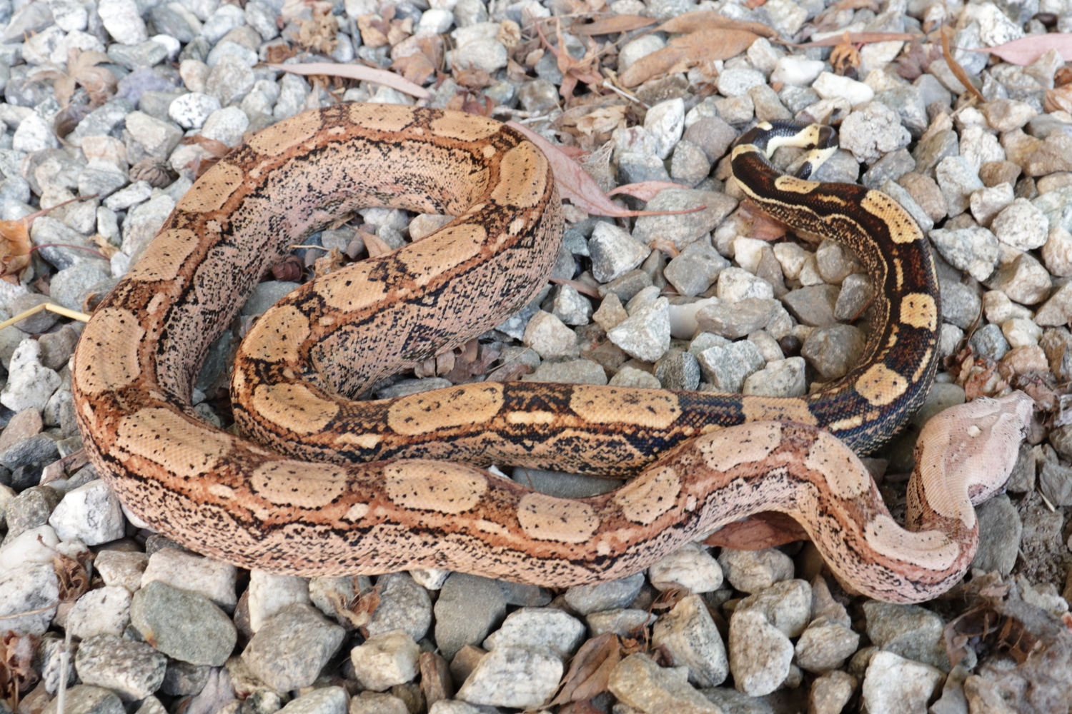 KRP Arabesque 66% Kahl Albino Boa Constrictor by BlueprintBoids LLC ...
