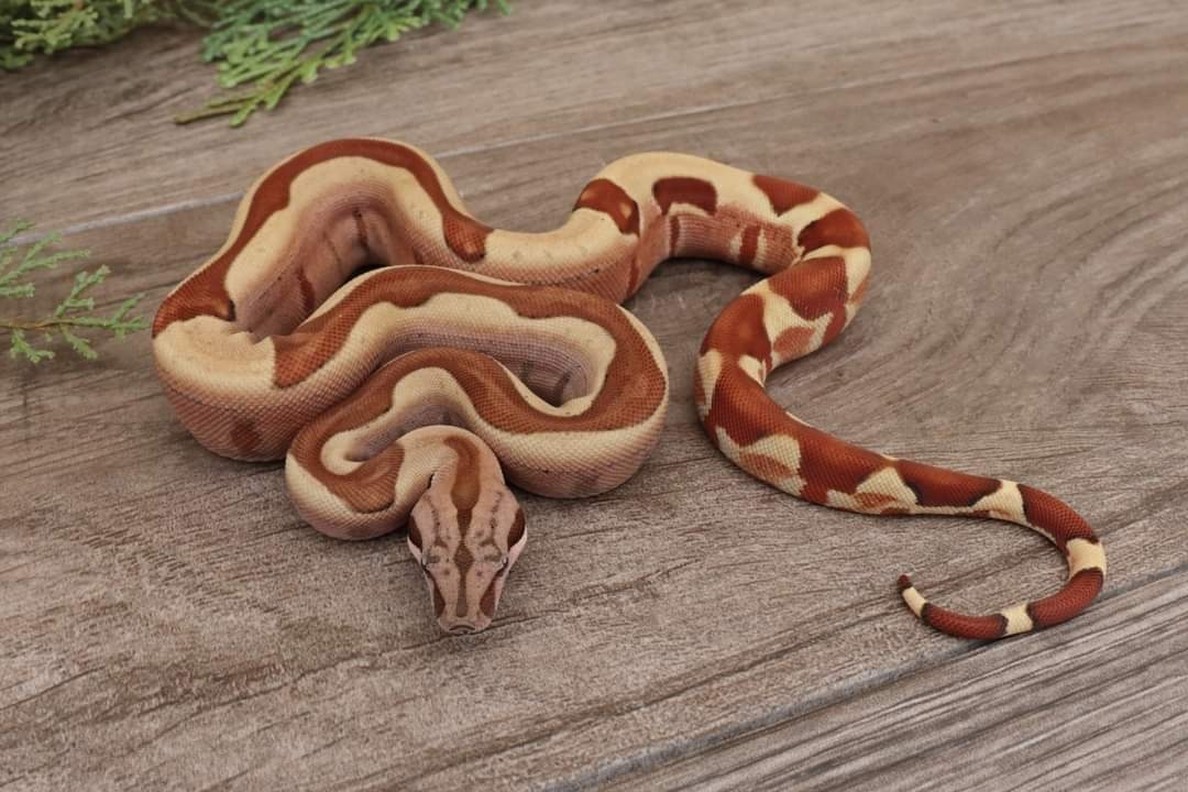 Summit Pastel Hypo Jungle 66% Het VPI Boa Constrictor by Blueprint Boas ...