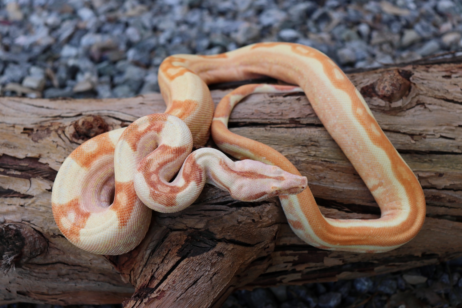 Sunglow Jungle Boa Constrictor by BlueprintBoids LLC - MorphMarket