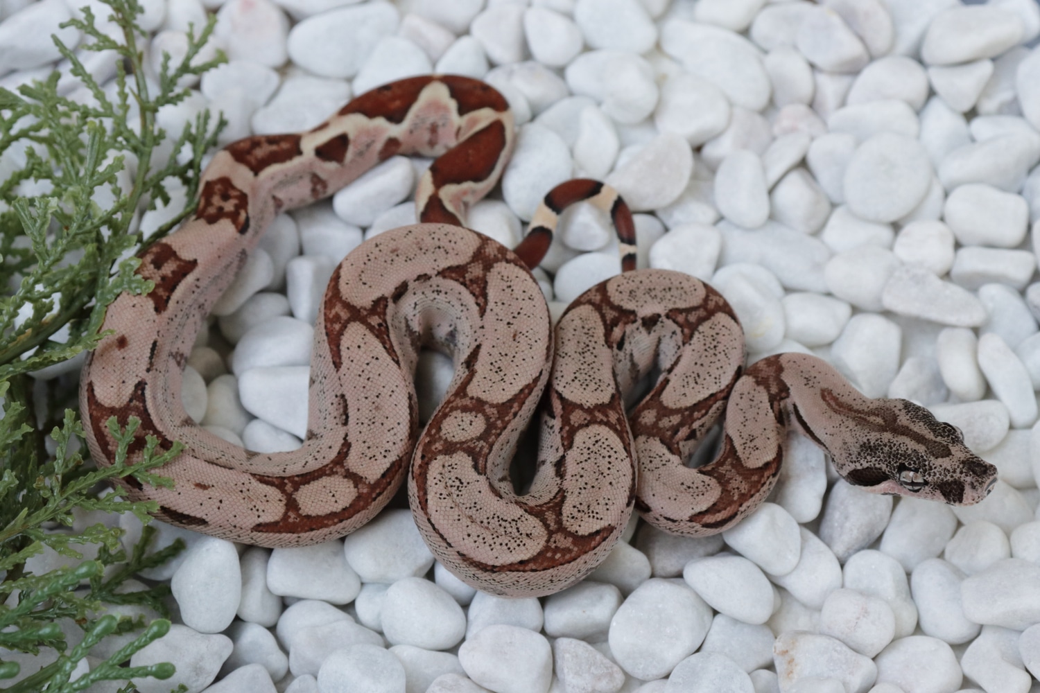 Hypo Arabesque Jungle Het Kahl Albino Boa Constrictor by Blueprint Boas ...