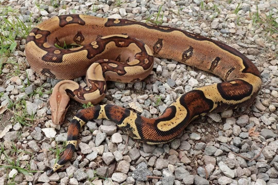 Pastel Jungle Boa Constrictor by Blueprint Boas - MorphMarket