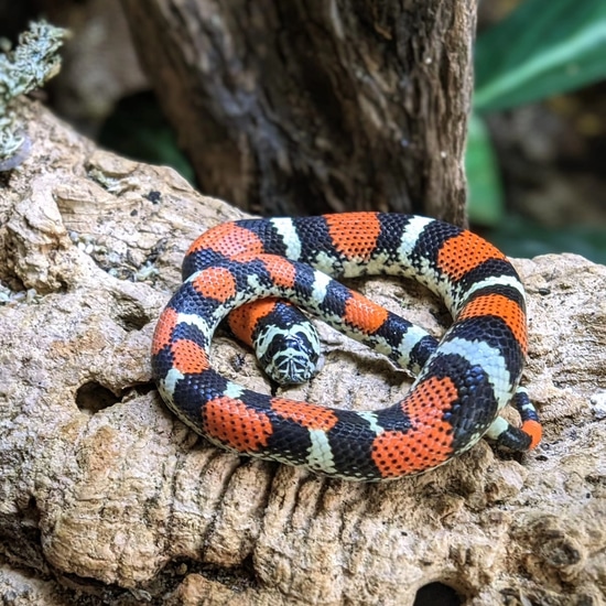 Tri Colour Hognose Tri-Color Hognose by BluereptilesUK