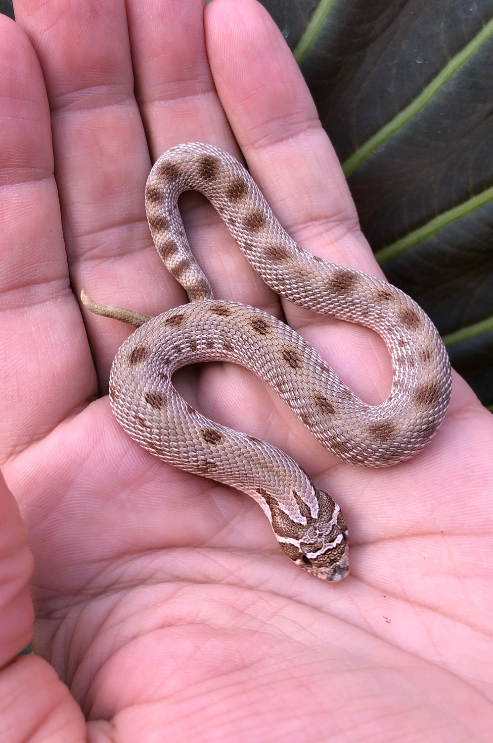 Conda Double Het Snow Western Hognose by Blue Ridge Reptiles - MorphMarket
