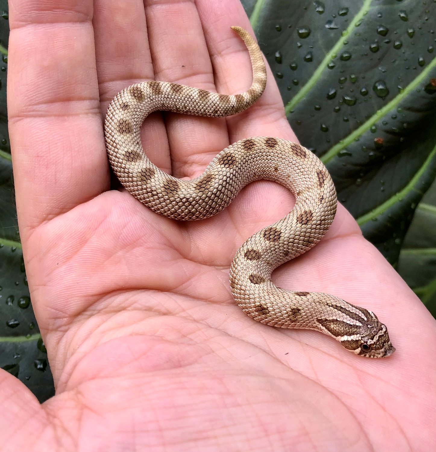 Conda Double Het Snow Western Hognose by Blue Ridge Reptiles - MorphMarket