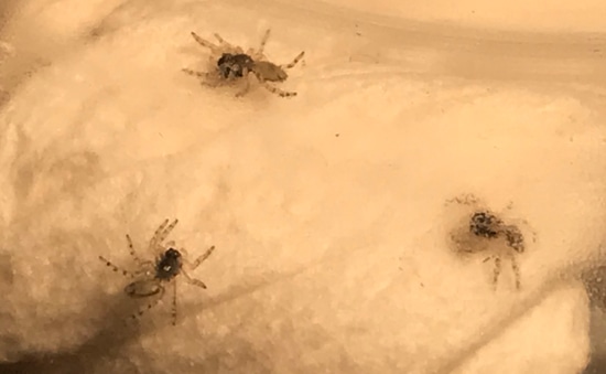 Tan Jumping Spider Slings True Spider by Vermin Lord Pets