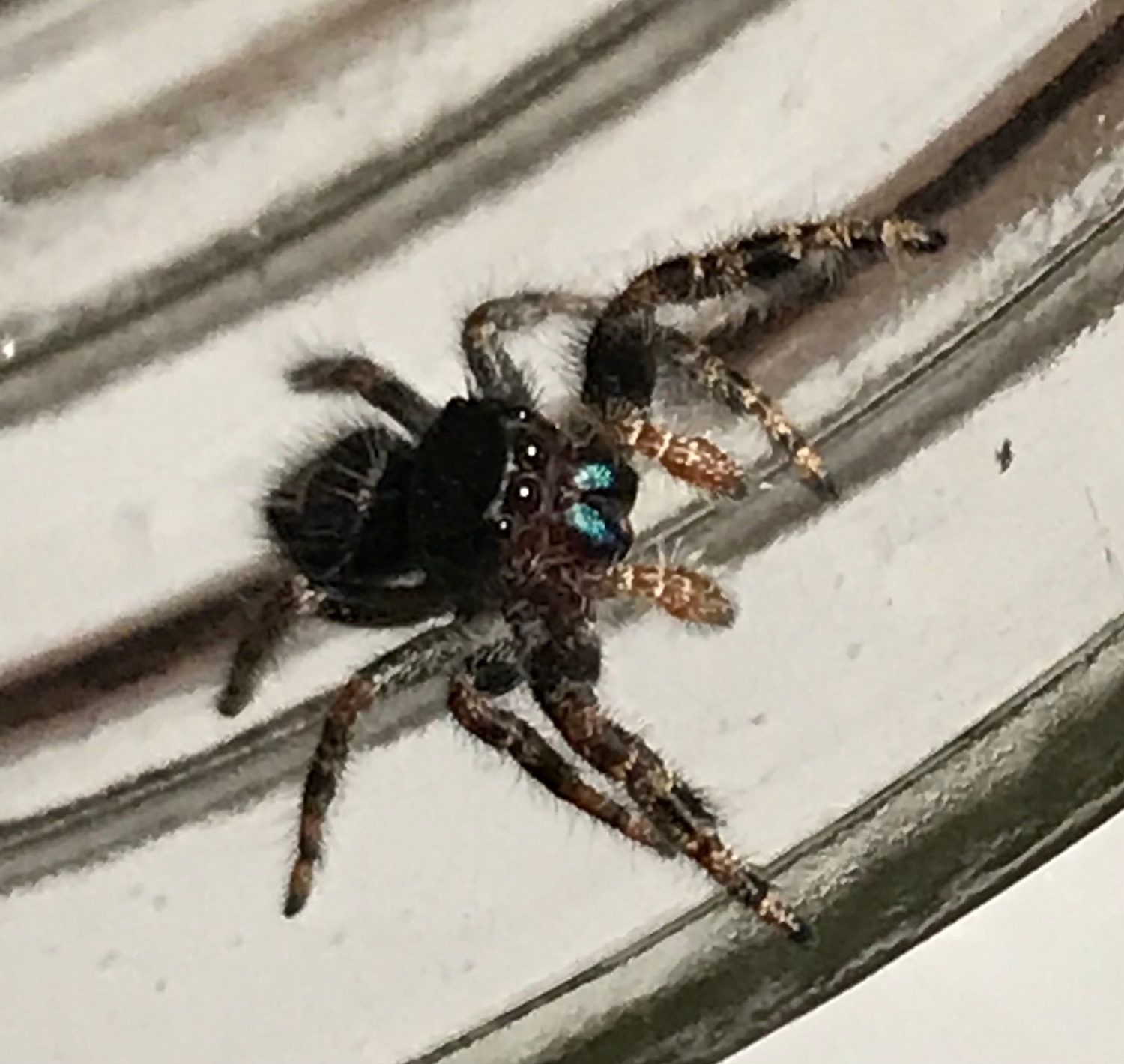 Bold Jumping Spider True Spider by Vermin Lord Pets - MorphMarket