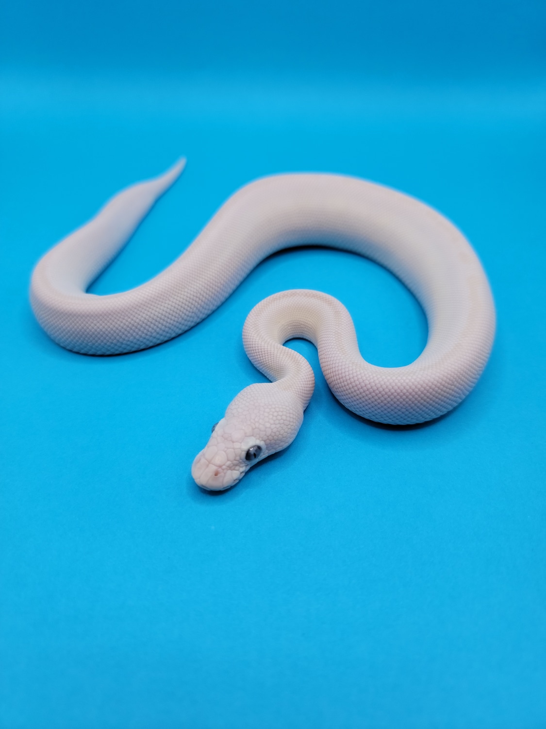Super Russo (White Diamond) 66% Double Het Albino Pied Ball Python by ...