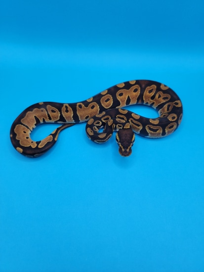 66% Double Het Albino Pied Ball Python by Blue Shield Royals
