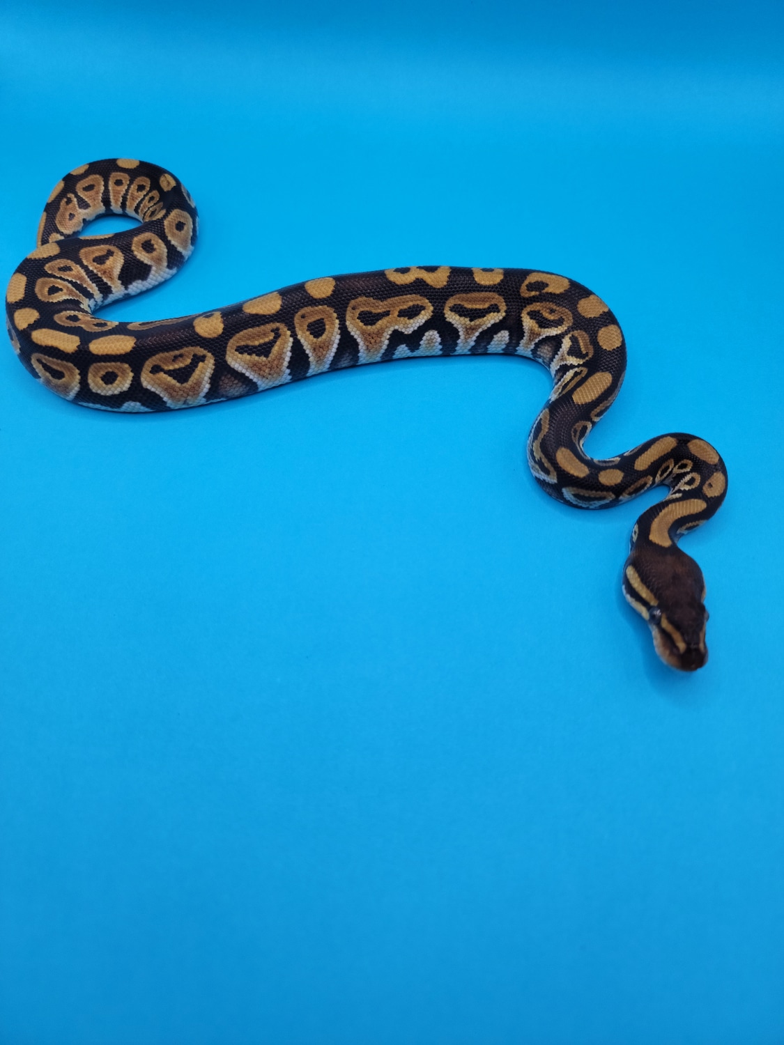 Russo 66% Double Het Albino Pied Ball Python by Blue Shield Royals ...