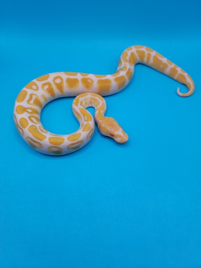 Russo Albino 66% Het Pied Ball Python by Blue Shield Royals