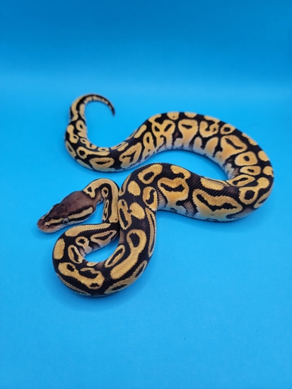 Pastel Russo Het Pied Ball Python by Blue Shield Royals