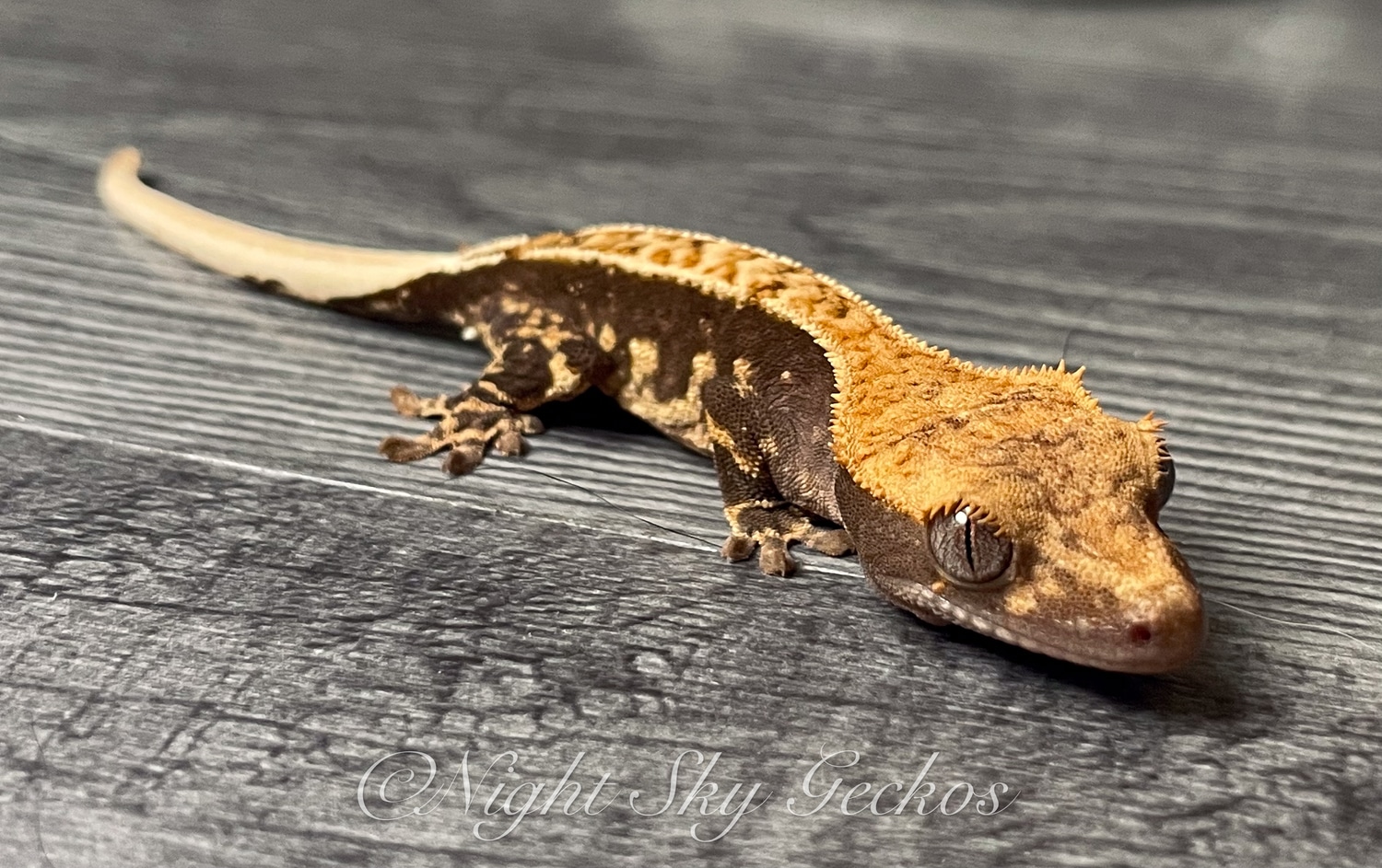 2022 Partial Pinstripe DARK Base NPV Crested Gecko by Night Sky Geckos ...