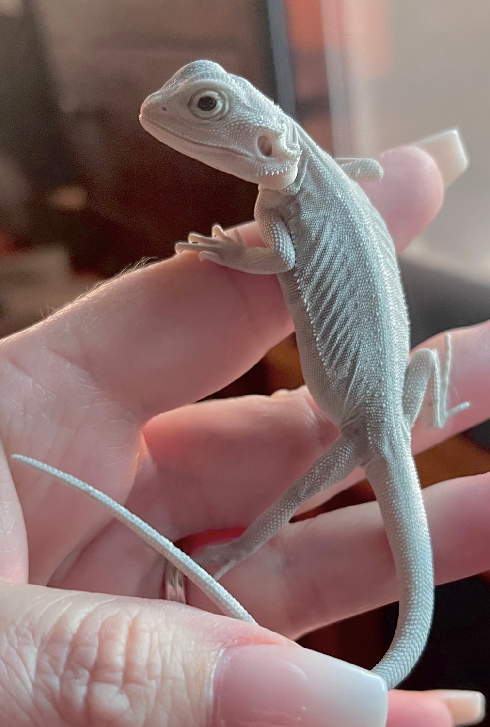 Hypo Zero Leatherback Central Bearded Dragon by BlueStar Beardies ...
