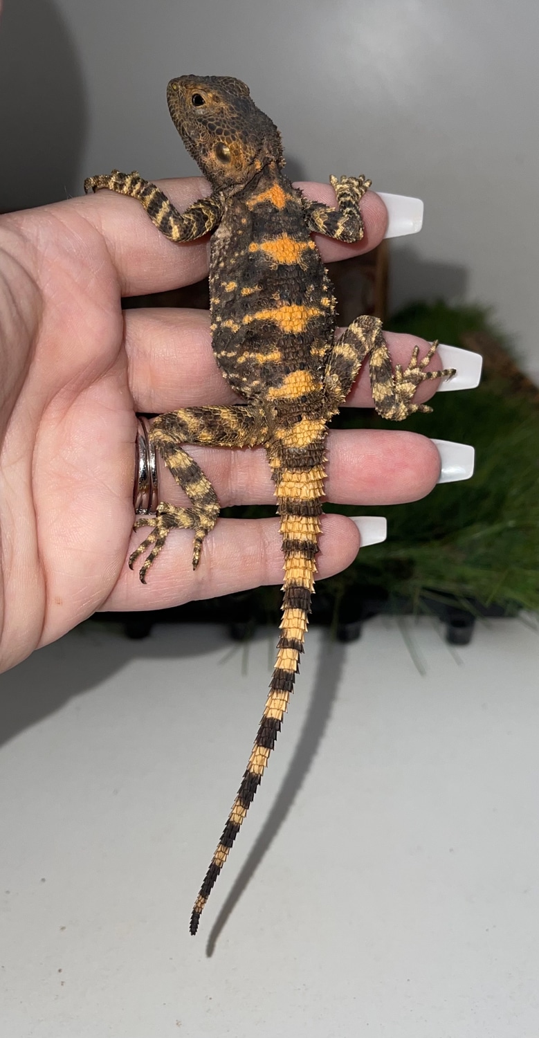 Painted Clown Agama Trio Other Lizard by BlueStar Beardies - MorphMarket