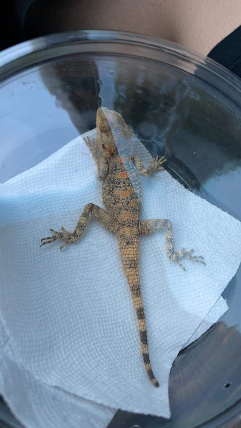 Painted Clown Agama Trio Other Lizard by BlueStar Beardies - MorphMarket