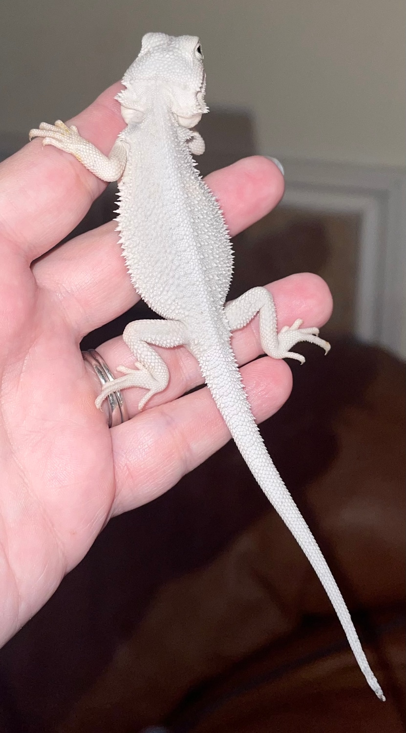 Hypo Zero Het Trans Het Wit Central Bearded Dragon by BlueStar Beardies ...