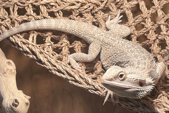 Hypo White Het Zero Het Wit Het Trans Central Bearded Dragon by ...
