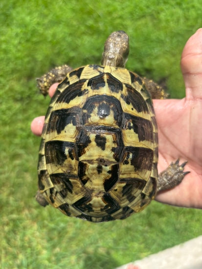 Stunning Young Herman’s Hermann's Tortoise by Jhturtles
