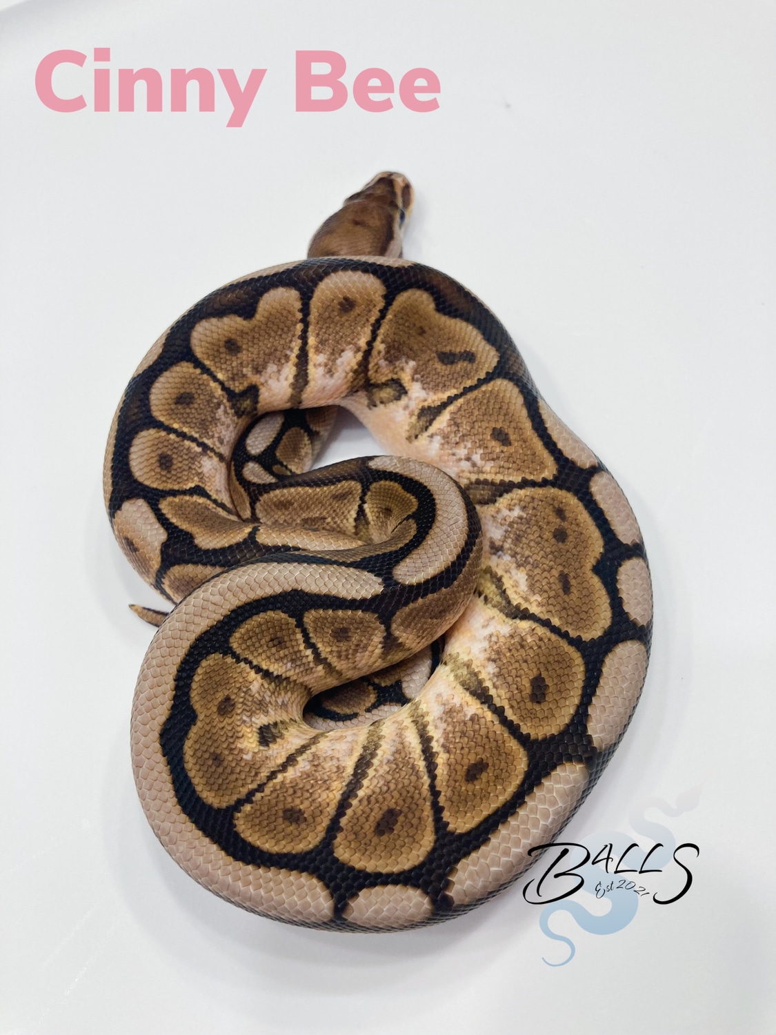 Cinnamon Spider Ball Python by Balls for All - MorphMarket