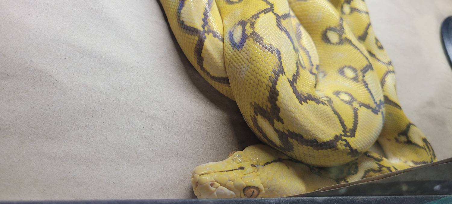 Mochino Male Reticulated Python by Bluff City Serpents - MorphMarket