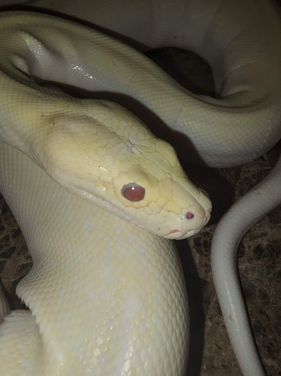 Socialized And Docile Blizzard Burmese Python by Bluff City Serpents ...