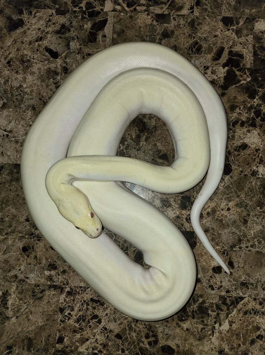 Socialized And Docile Blizzard Burmese Python by Bluff City Serpents ...