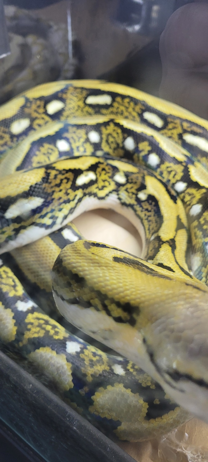 Tiger DH Pied Renick Ghost Reticulated Python by Bluff City Serpents ...
