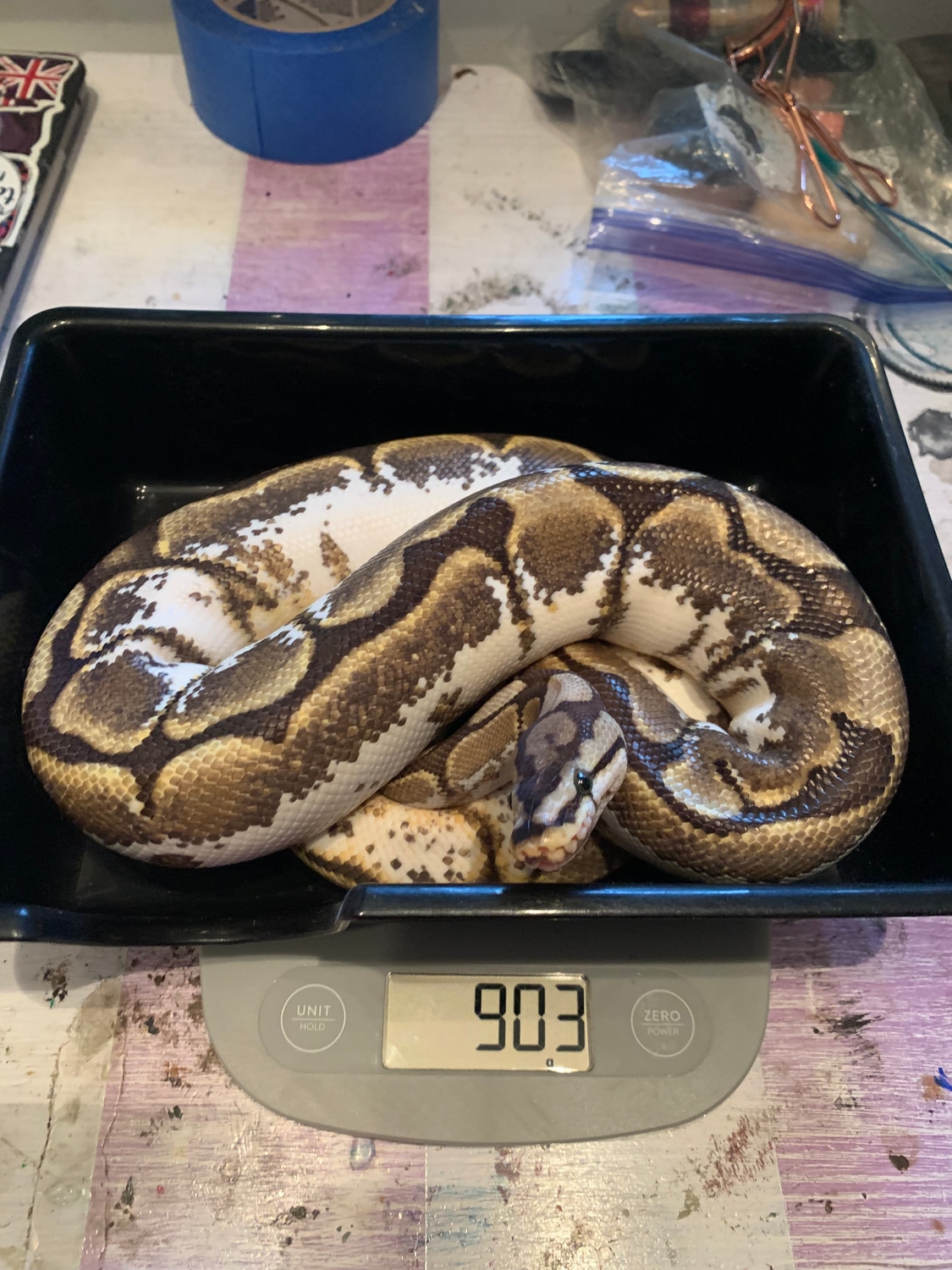 Yellowbelly Calico Spider Ball Python by Spots N' Dots Reptiles ...