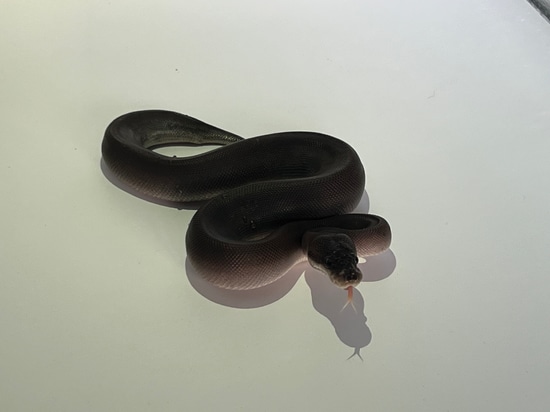 8 Ball Ball Python by Spots N' Dots Reptiles