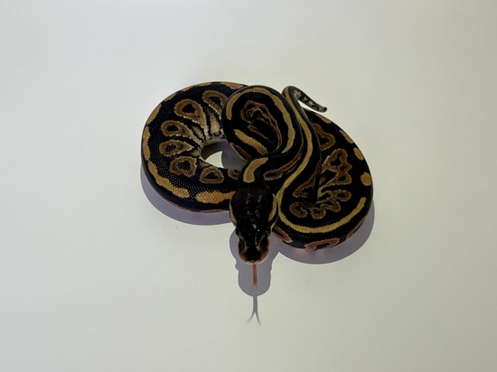 Black Pastel Yellowbelly Ball Python by Spots N' Dots Reptiles