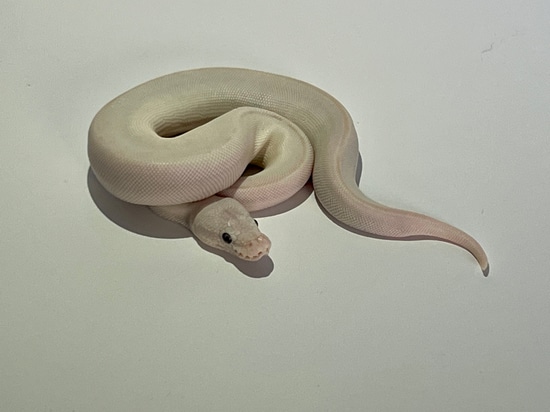 Lesser Phantom Possible Pastel And GHI Ball Python by Spots N' Dots ...