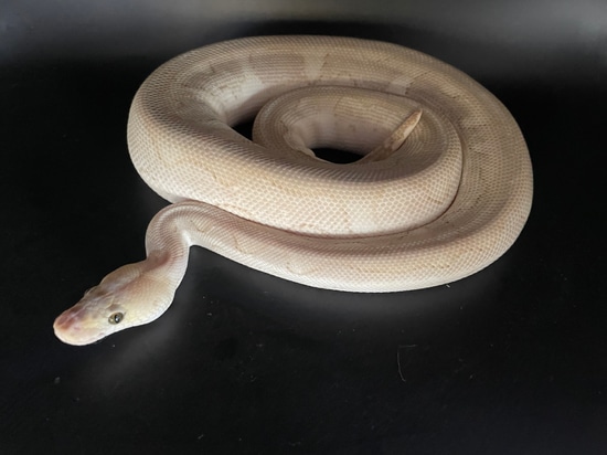 Butter Lesser Clown Ball Python by Spots N' Dots Reptiles