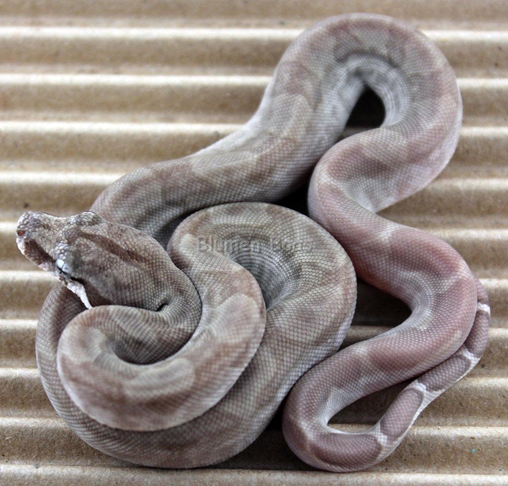 CA T+ Type 2 Moonglow Boa Constrictor by Blumen Boas - MorphMarket
