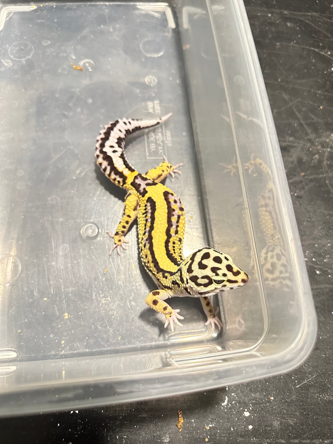 Bold Stripe Leopard Gecko by BM Exotics - MorphMarket