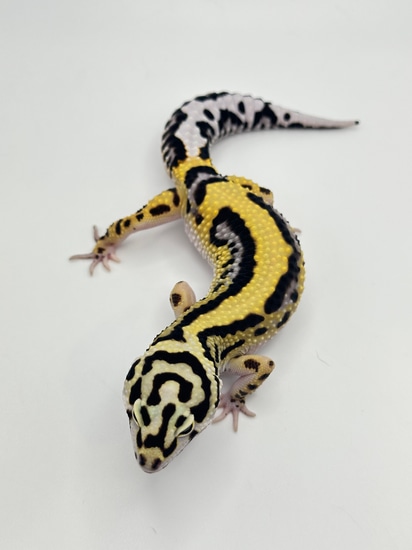 Bold Stripe Firebold Bandit Leopard Gecko by BM Exotics