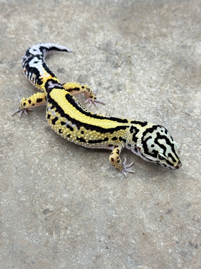 Bold Stripe Leopard Gecko by BM Exotics