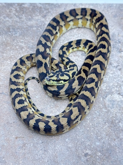 F 1 Papuan Carpet Python Irian Jaya Carpet Python by BM Exotics