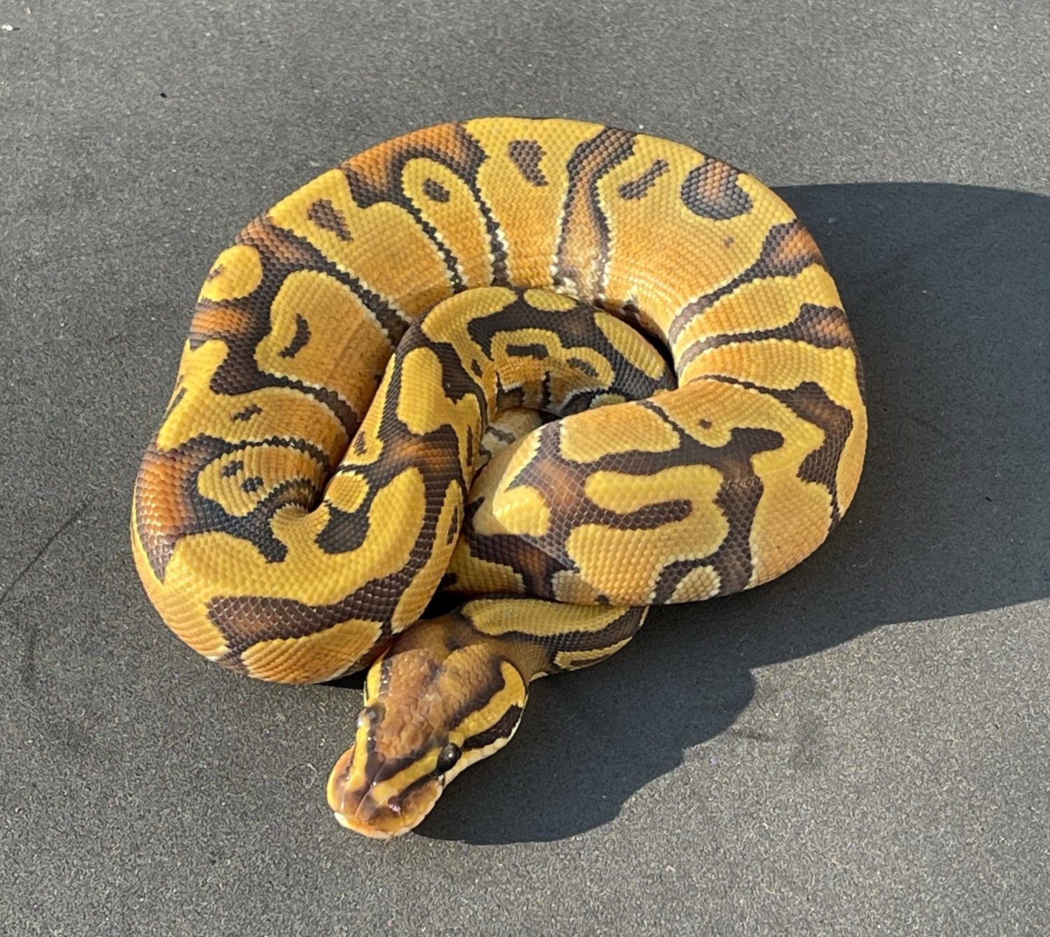 Enchi Hypo (Black Head Clutch) Ball Python by Maddox Morphs - MorphMarket